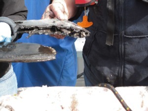 Tierce Cask Fragments with Teredo Damage