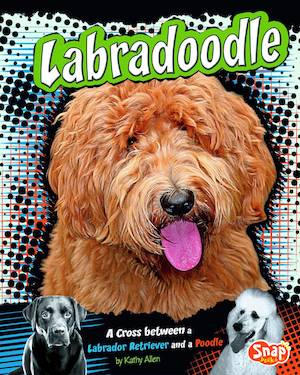 Labradoodle : a cross between a Labrador retreiver and a Poodle ...