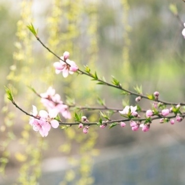 SJPL Spring into Poetry Contest 2022