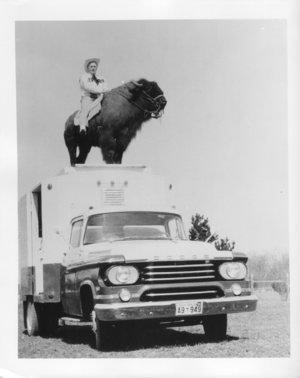 Man Riding Buffalo Atop a Truck